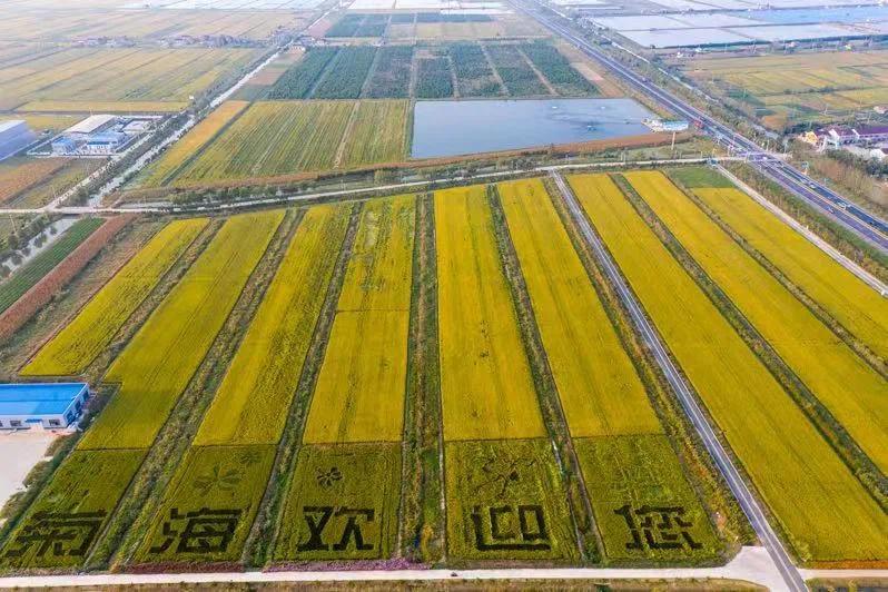 以农田为卷 用水稻作画！射阳稻田画绘就丰收景！凤凰网江苏_凤凰网