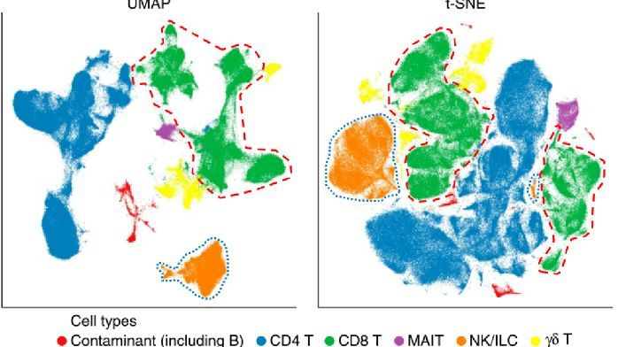 在高分文章中单细胞测序聚类算法究竟用tSNE还是UMAP？_凤凰网