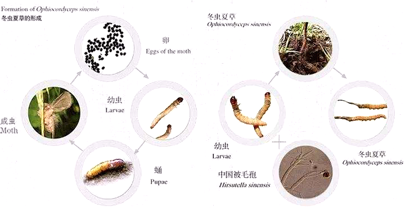 再见“天价虫草”！让国人都能吃得起的“虫草米”来了凤凰网凰家尚品_凤凰网