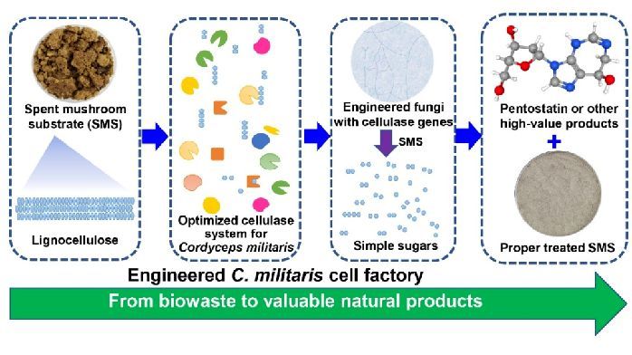 上海农科院团队用食用菌作抗癌药物「细胞工厂」，产量可提升10倍，已和公司合作生产菌物「肉」丨专访邹根_凤凰网