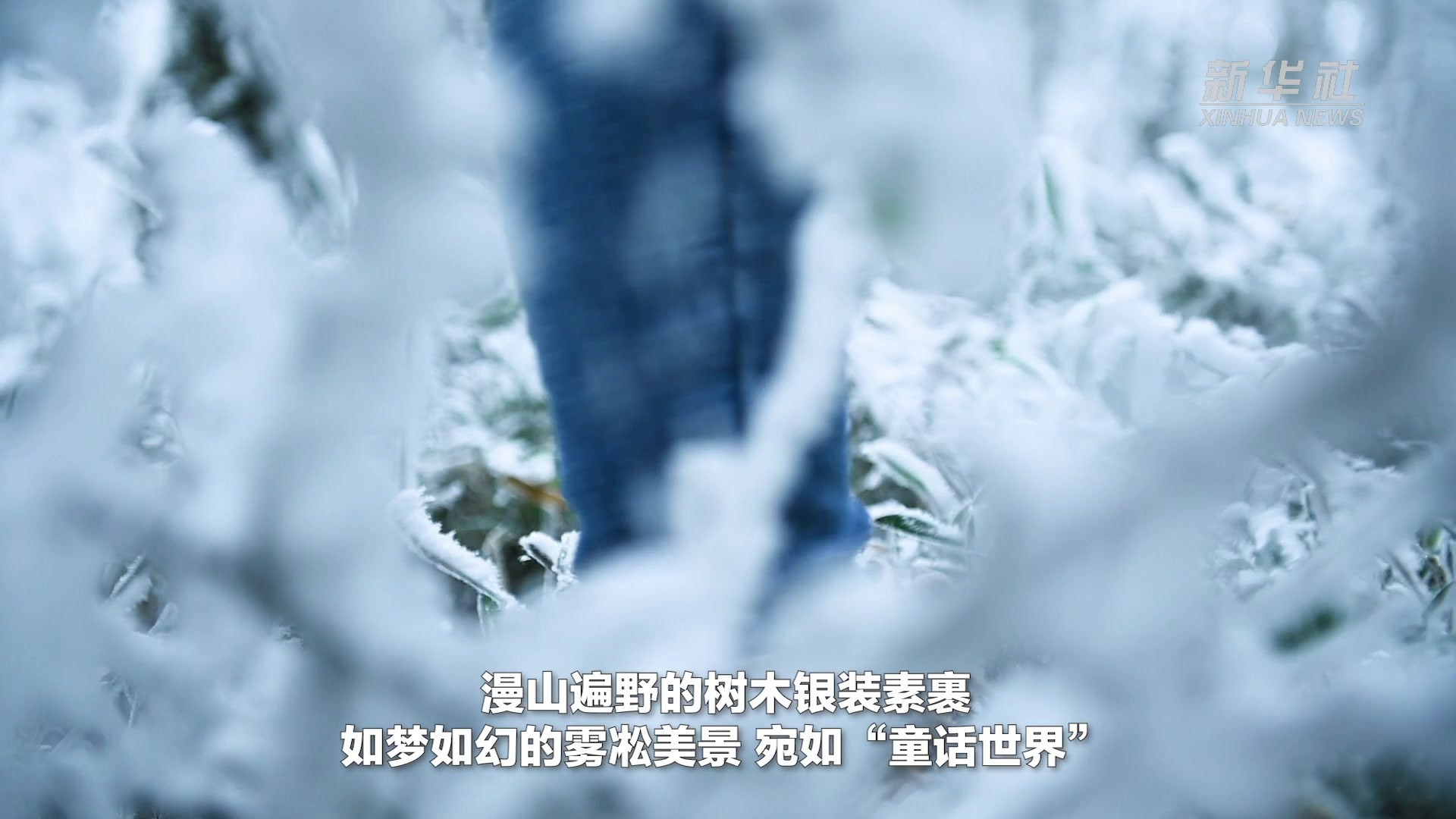 云南梁王山现雾凇 童话世界”凤凰网视频凤凰网