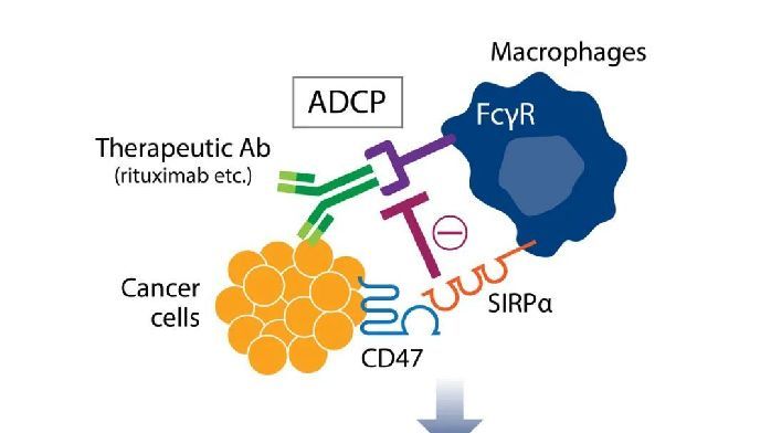 CD47小分子抑制剂_凤凰网