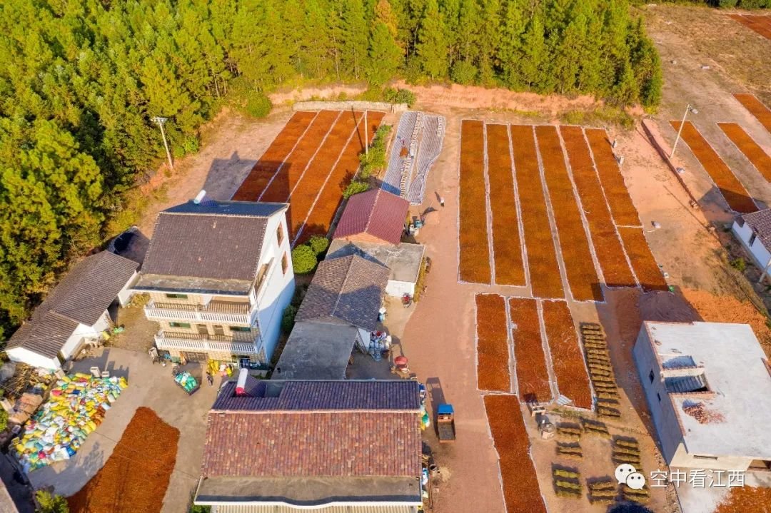金溪：遍地尽是黄栀子 秋高气爽晾晒忙（图）凤凰网江西_凤凰网