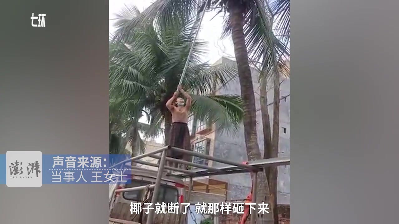 女子摘椰子被砸到头部摔倒，当事人：并无大碍凤凰网视频凤凰网