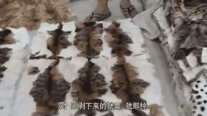 活剥猫咪怎么了？你举报我啊！”凤凰网
