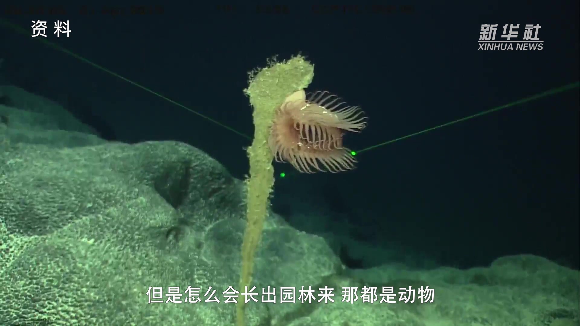 上海自然博物馆举办“深海园林”展 凤凰网视频 凤凰网