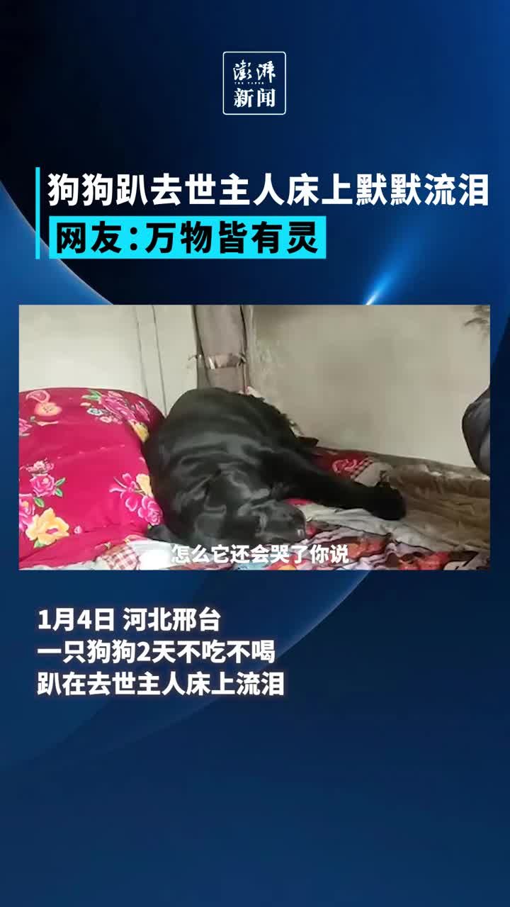 狗狗趴去世主人床上默默流泪,网友:万物皆有灵凤凰网视频凤凰网