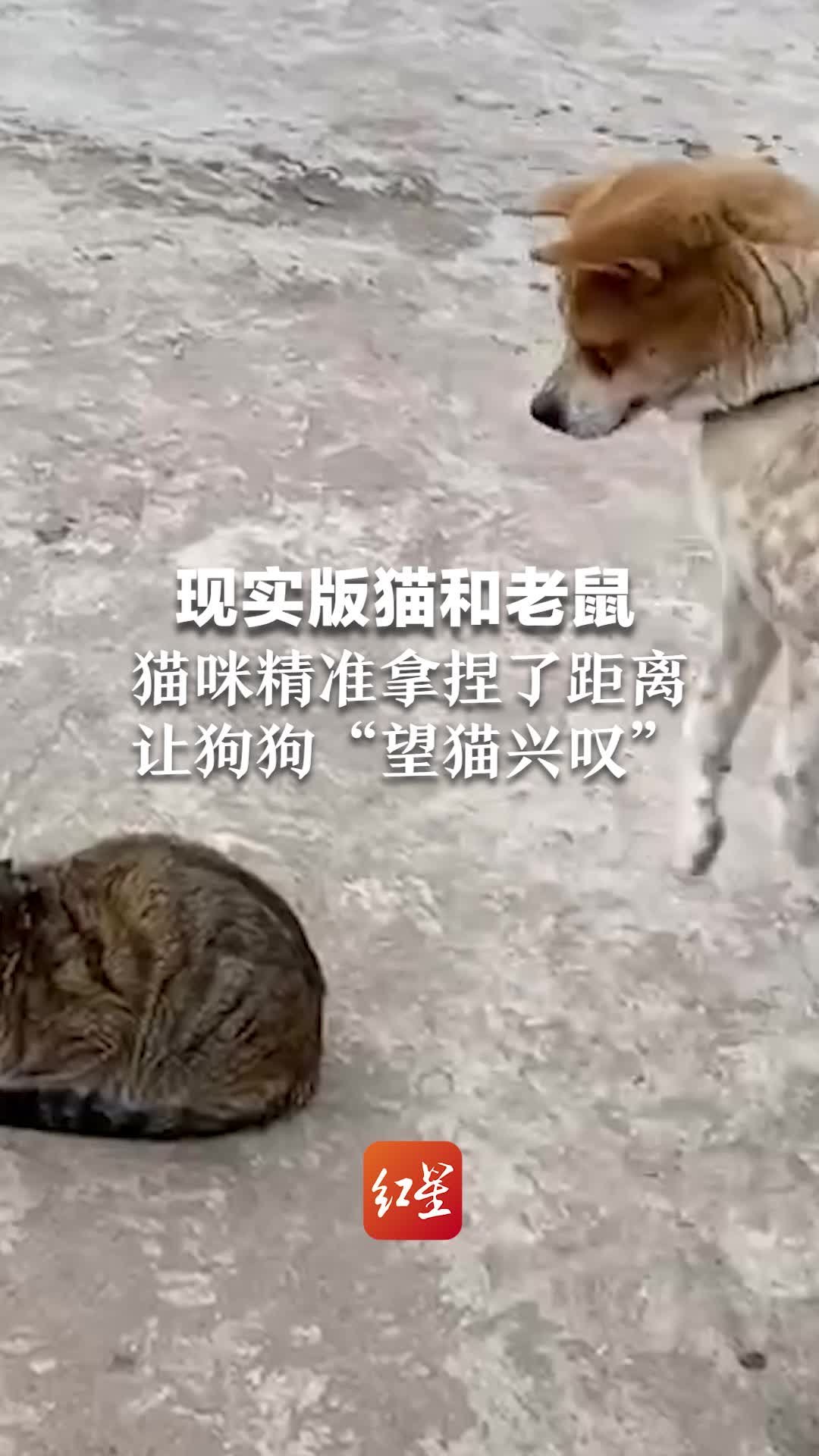 现实版猫和老鼠 猫咪精准拿捏了距离 让狗狗 望猫兴叹”凤凰网视频凤凰网