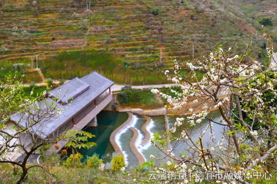 茂名信宜：“香雪”惊春！花海“动”人_凤凰网