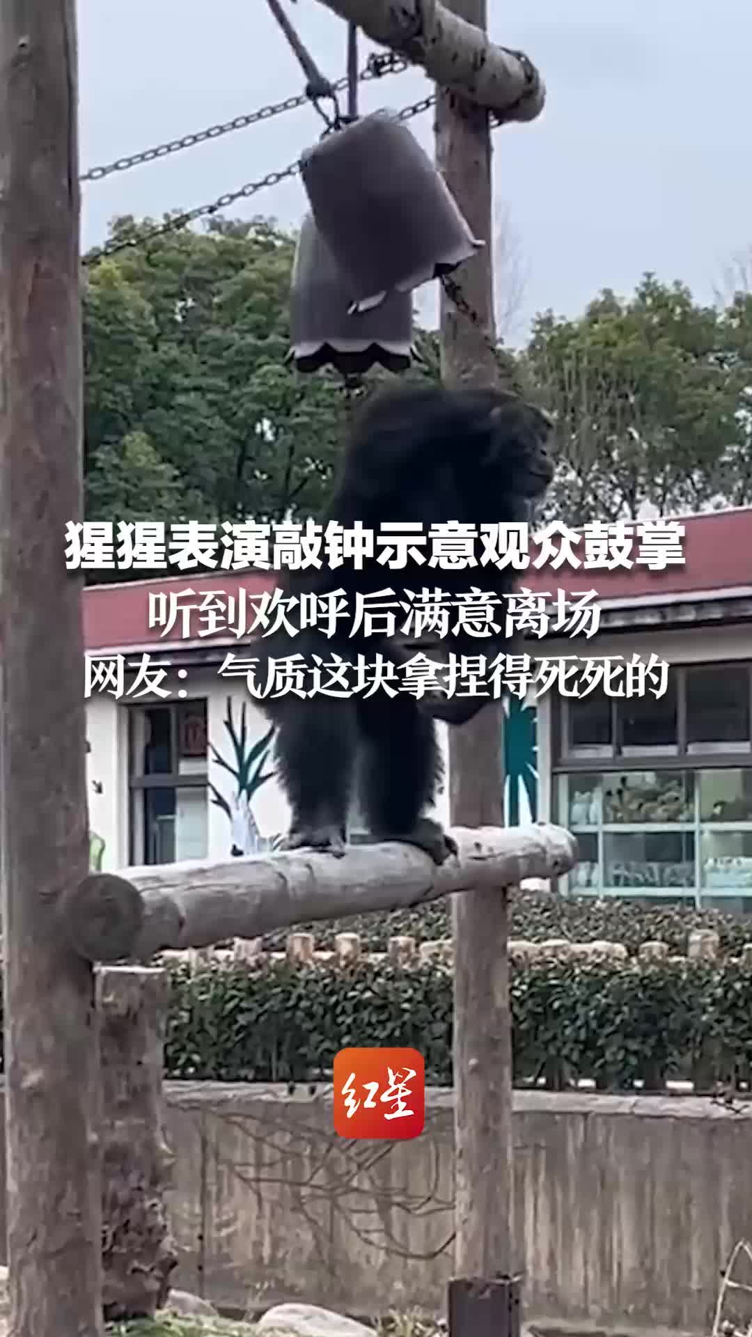 猩猩表演敲钟示意观众鼓掌，听到欢呼后满意离场。网友：气质这块拿捏得死死的凤凰网视频凤凰网
