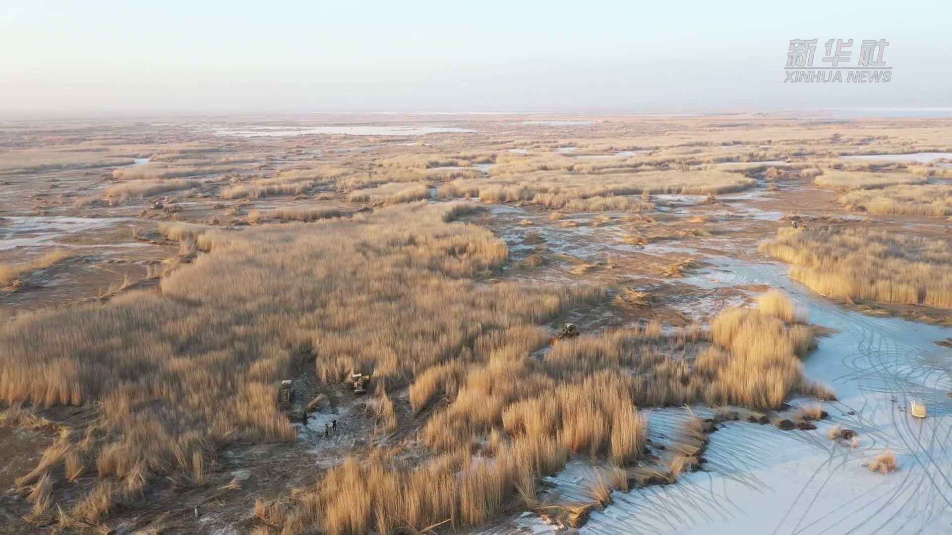 中国最大内陆淡水湖30万亩芦苇喜获丰收_凤凰网视频_凤凰网