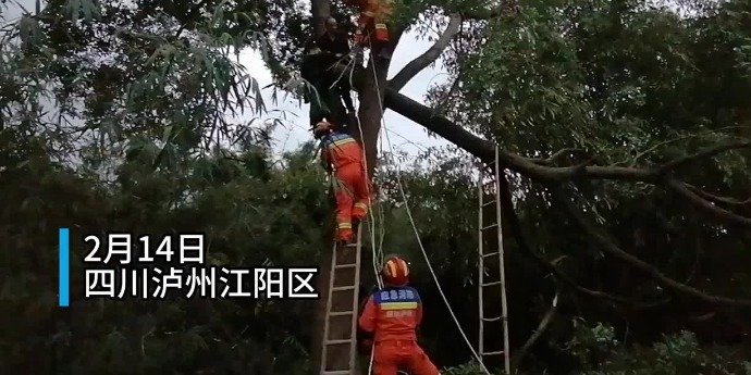 危险!泸州村民修剪树木被50厘米粗树干压住手臂,困在6米高树上凤凰网视频凤凰网