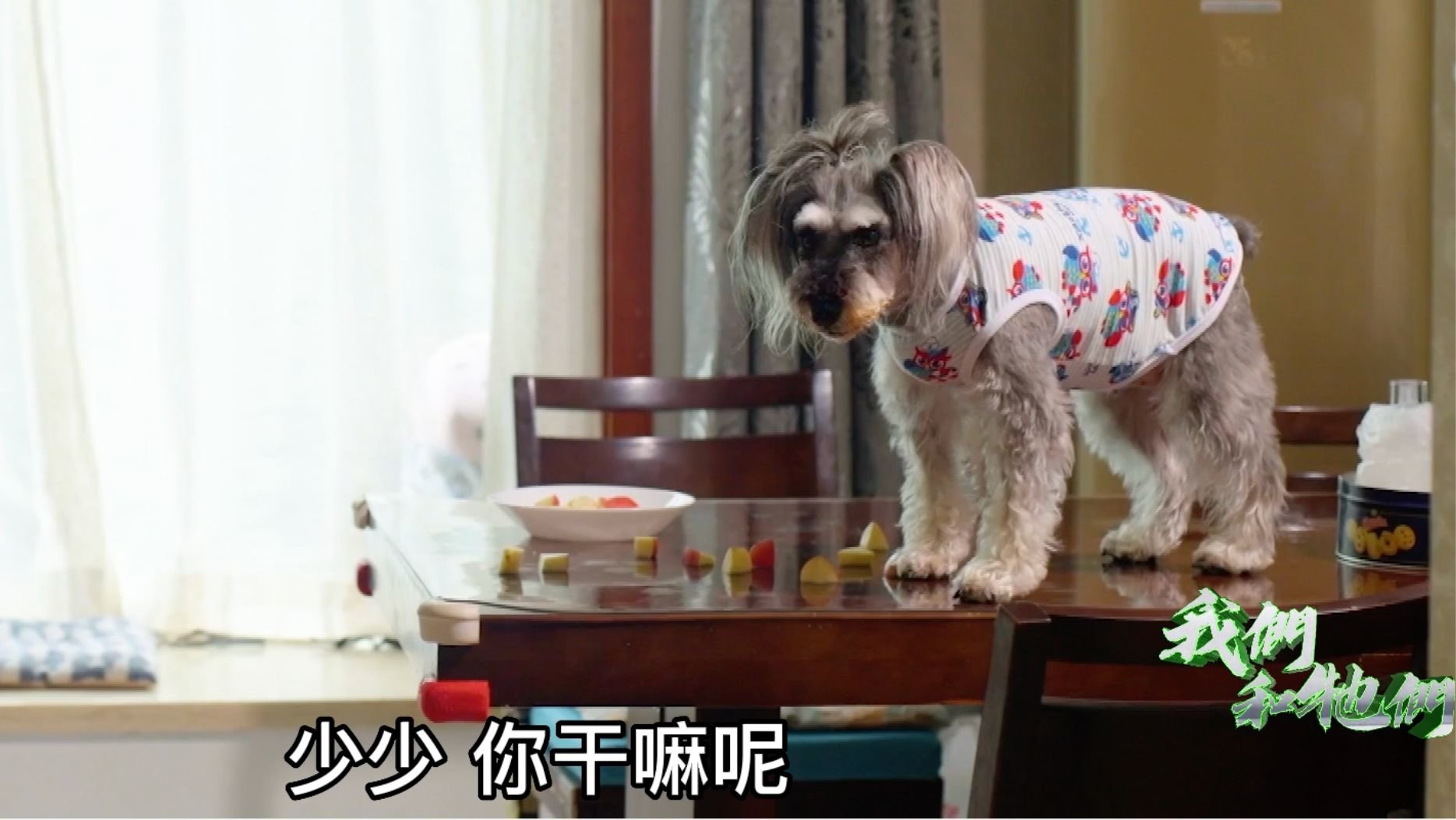 狗狗一招打断主人悲伤,把已经在写遗书的她拉回正常生活生活凤凰网视频凤凰网