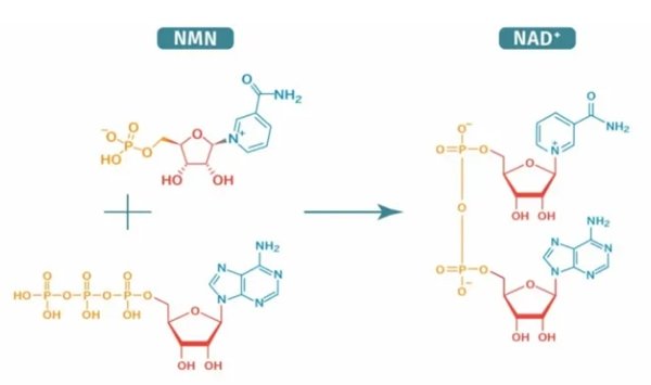 （GLGFAS）NMN为什么这么火是有原因的！凤凰网山东_凤凰网