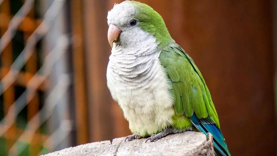 南阳“鹦鹉案”：交易1只和尚鹦鹉3人获刑，1人上诉被驳提申诉_凤凰网