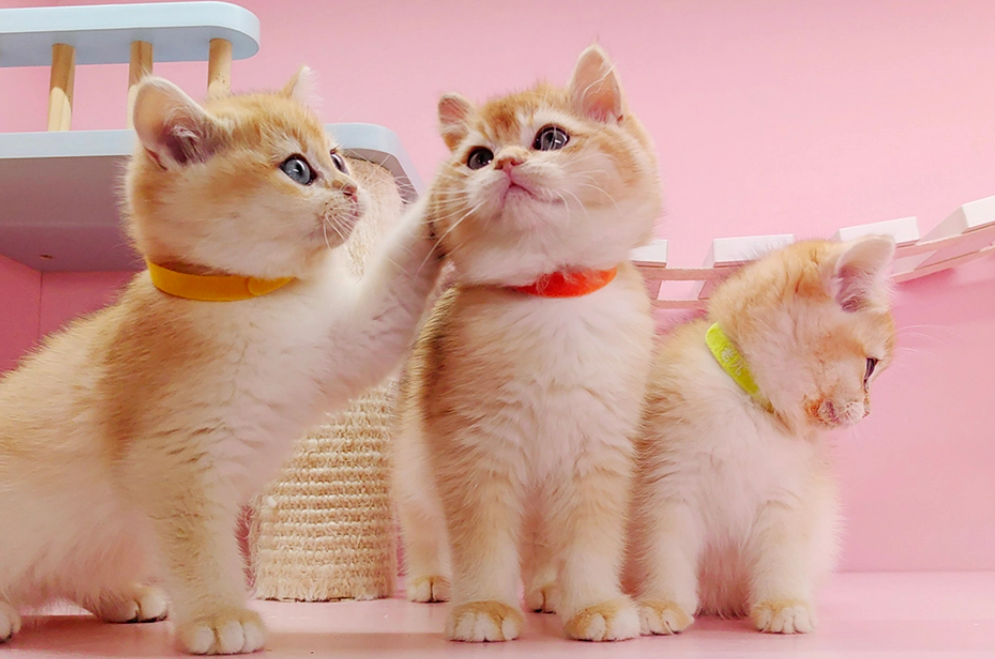 时尚外观+强劲影像，华为nova11系列成618热门手机_凤凰网