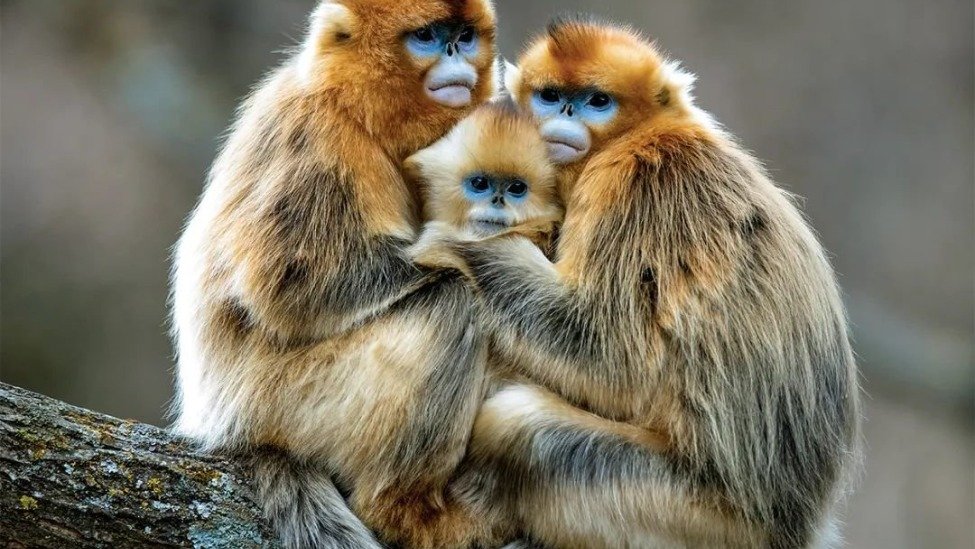 秦岭金丝猴登上了Science封面_凤凰网