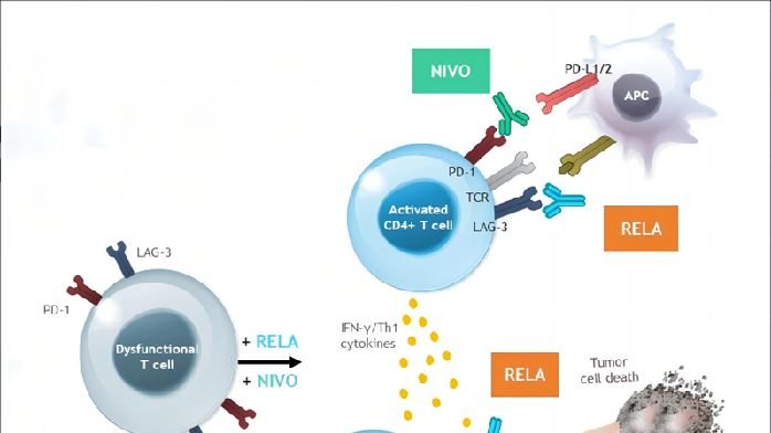 LAG-3/PD-1 双重抑制，NSCLC 患者 1 年 OS 率达 96%_凤凰网健康_凤凰网