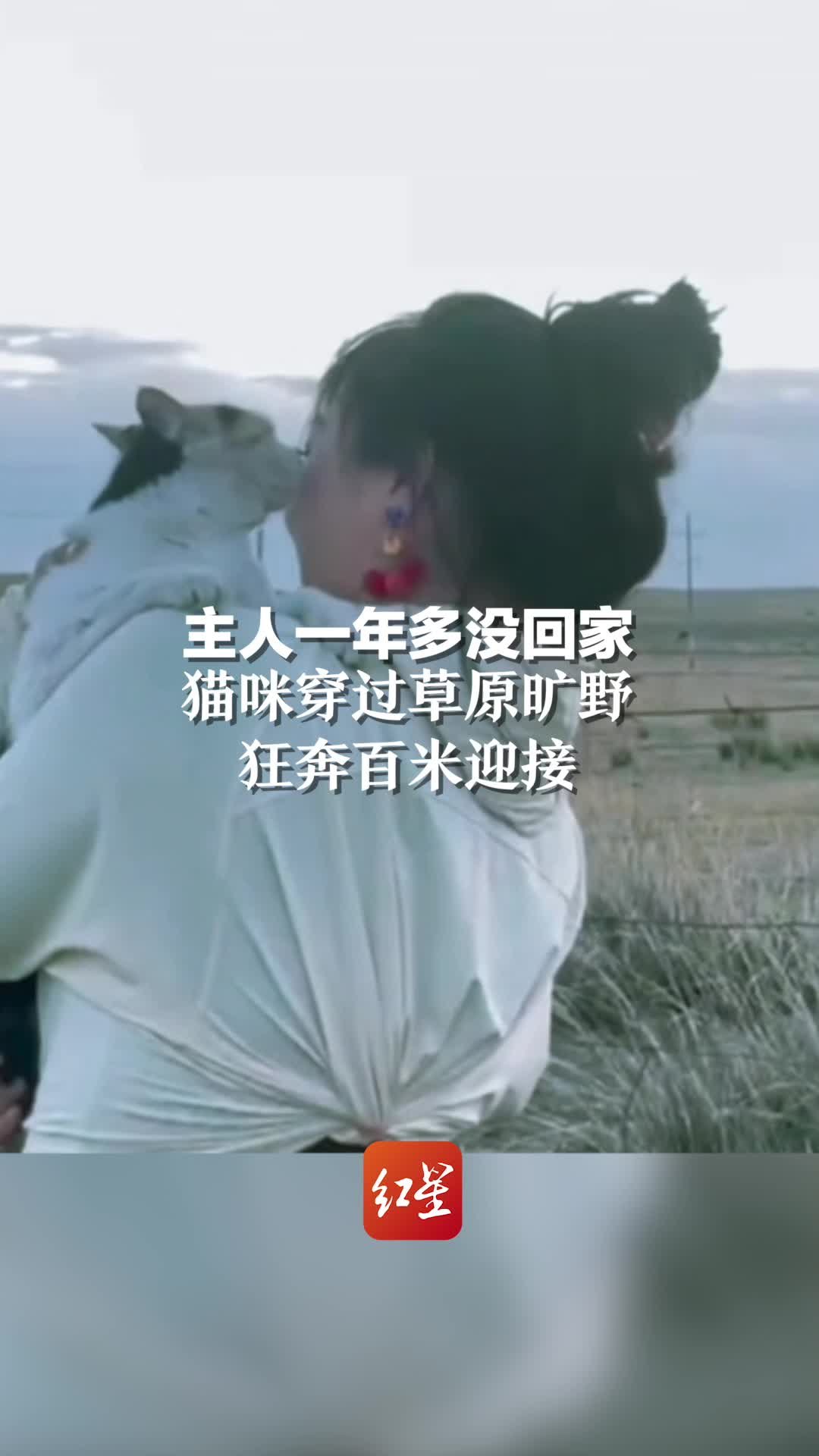 主人一年多没回家，猫咪穿过草原旷野，狂奔百米迎接凤凰网资讯凤凰网 