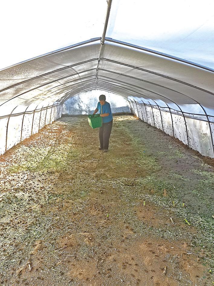 河北平山：大棚养蚂蚱 拓宽致富路凤凰网河北_凤凰网