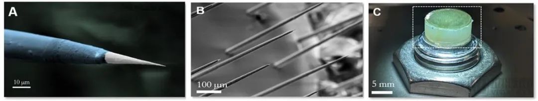 Paradromics即将启动侵入式脑机接口的首次人体临床试验，实现意念控制还会远吗？_凤凰网