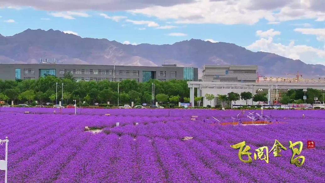 瞰！紫金花海为你开 大美金昌等你来_凤凰网视频_凤凰网