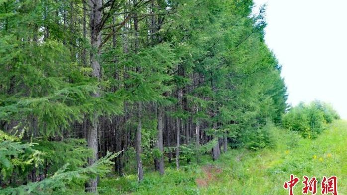 内蒙古锡林郭勒盟最大国有林场探访记：“绿水青山”之后便是“金山银山”_凤凰网