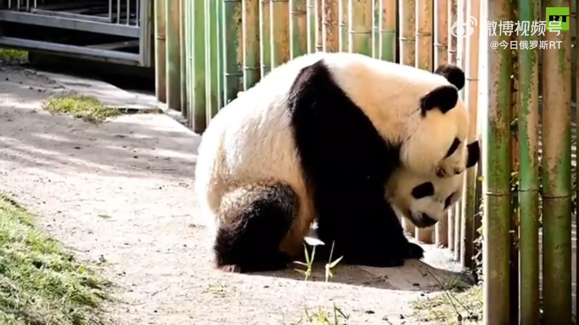 西班牙动物园为双胞胎大熊猫庆祝两周岁生日_凤凰网视频_凤凰网