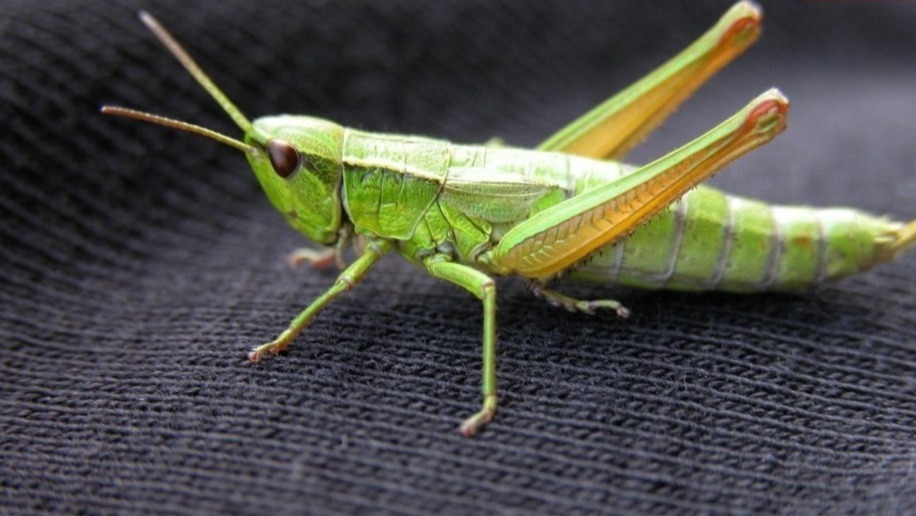 科学家把蝗虫放进离心机里模拟超强重力环境，活下来的蝗虫变得异常强壮_凤凰网