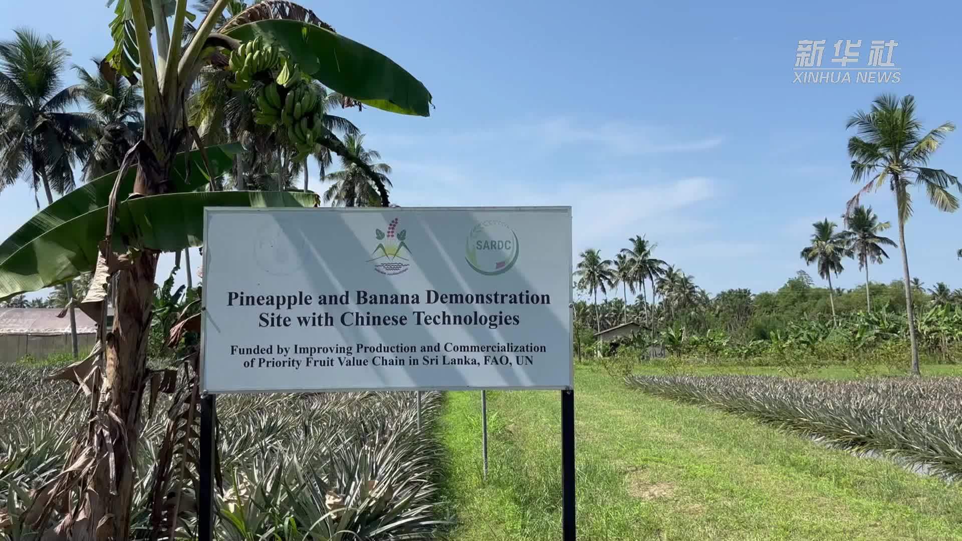 斯里兰卡果园里的新希望_凤凰网视频_凤凰网