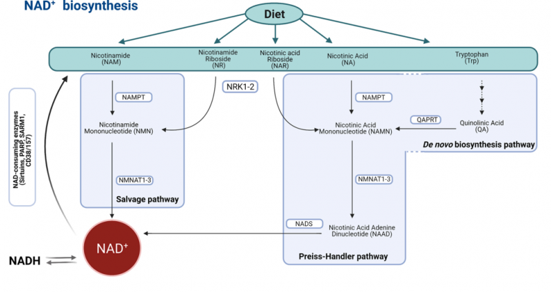 NMN的功效与作用是什么？HVE赫曼因怎么样？凤凰网河北_凤凰网