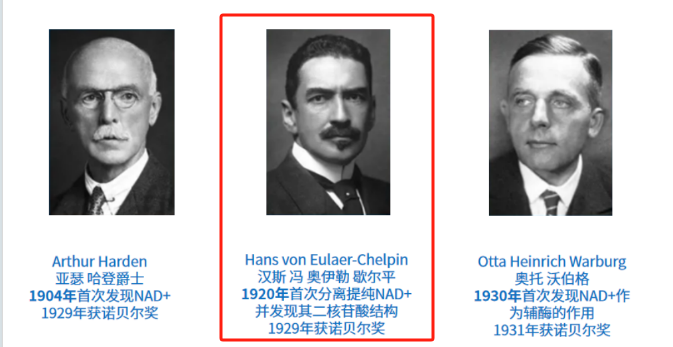 NMN的功效与作用是什么？HVE赫曼因怎么样？凤凰网河北_凤凰网