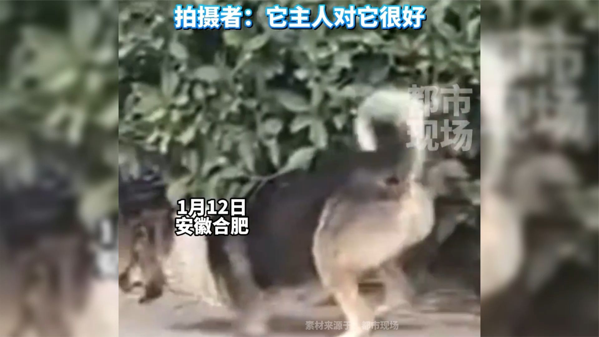 走两步摔一步,小狗先天残疾,逐渐学会用两条后腿走路凤凰网视频凤凰网