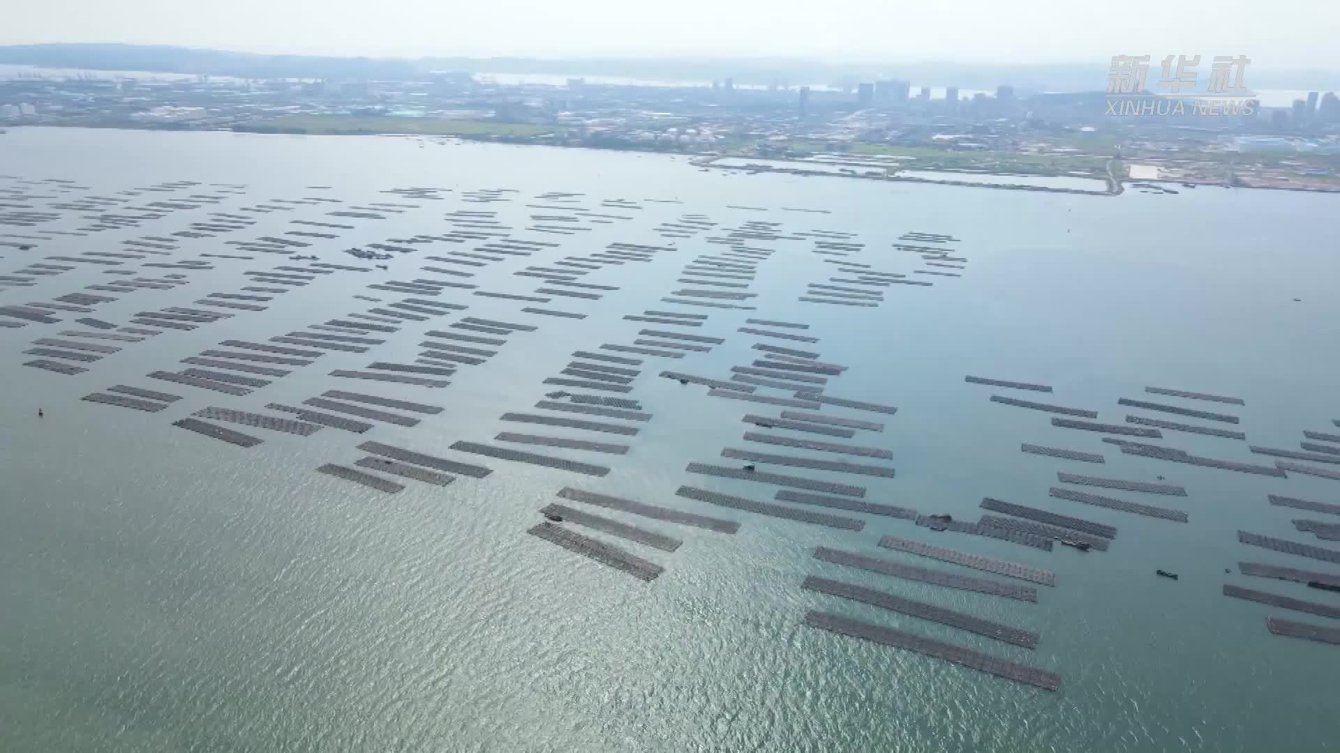 广西防城港：万亩大蚝养殖场一派繁忙_凤凰网视频_凤凰网