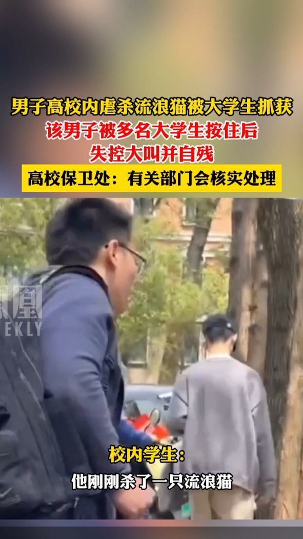 男子高校内虐杀流浪猫被大学生抓获,高校保卫处:有关部门会核实处理凤凰网视频凤凰网