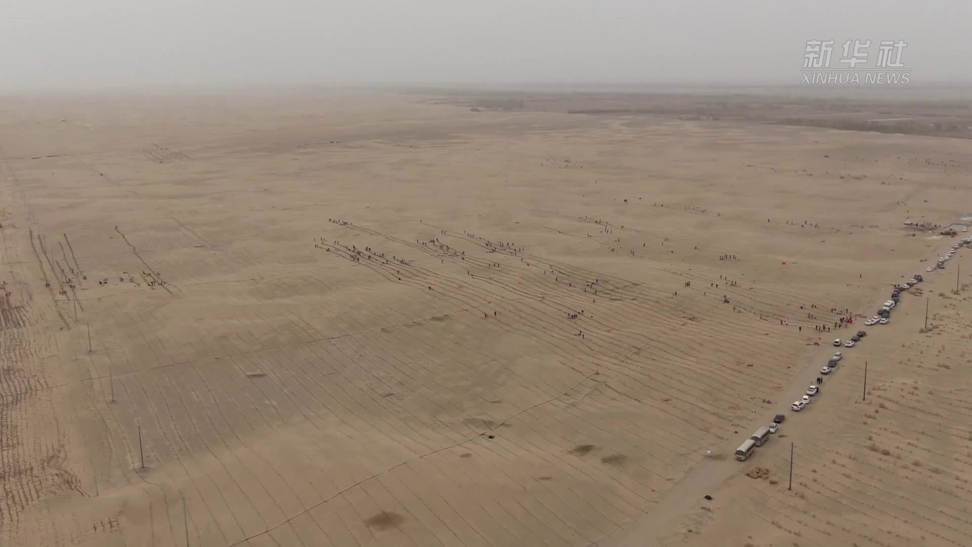 新疆且末县：155万株树苗扎根塔克拉玛干沙漠_凤凰网视频_凤凰网