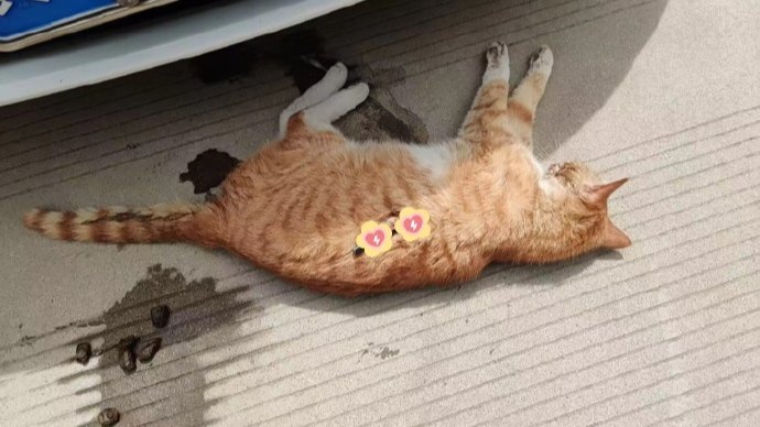 西安石油大学被曝虐猫事件，警方已介入凤凰网视频凤凰网