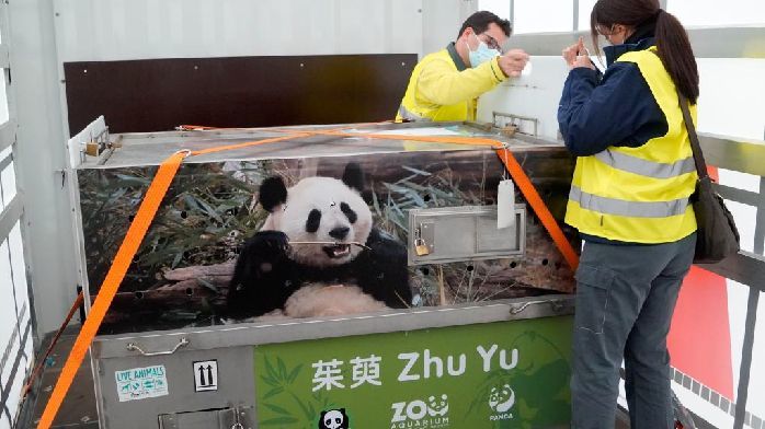 大熊猫“金喜”和“茱萸”乘专机抵达西班牙_凤凰网