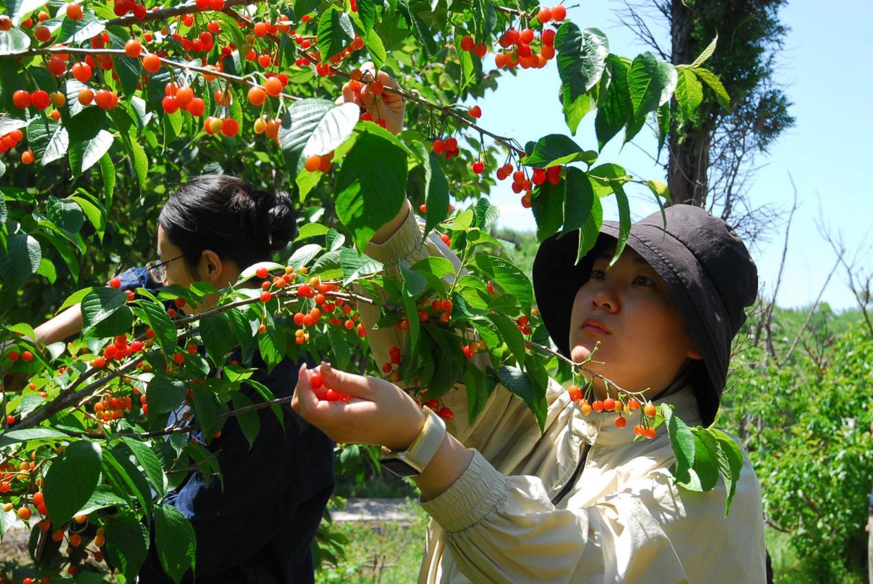 山东即墨：农家樱桃红 游客采摘乐凤凰网青岛_凤凰网