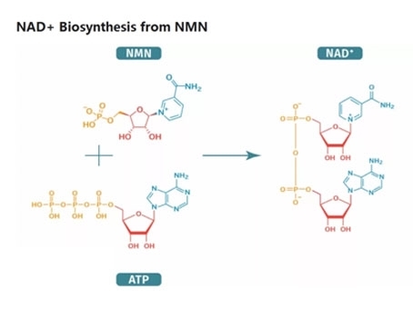 携手FMUKE福迈克NMN，开启抗衰新旅程凤凰网山东_凤凰网