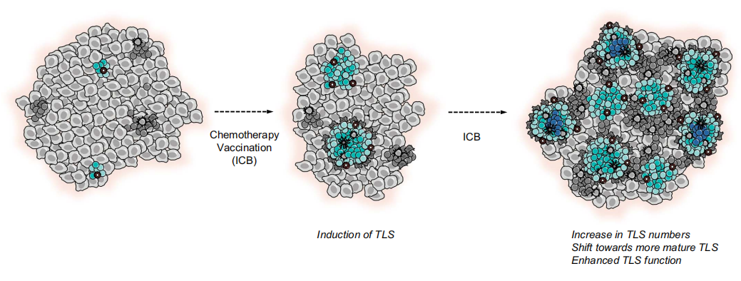再登顶刊！南山医院检验医学团队领衔的粤港澳大湾区合作成果在《Advanced Materials》发表，建立了铬金属肿瘤免疫治疗新方法__凤凰网