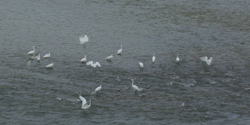 永新：禾水河上白鹭飞（图）凤凰网江西_凤凰网