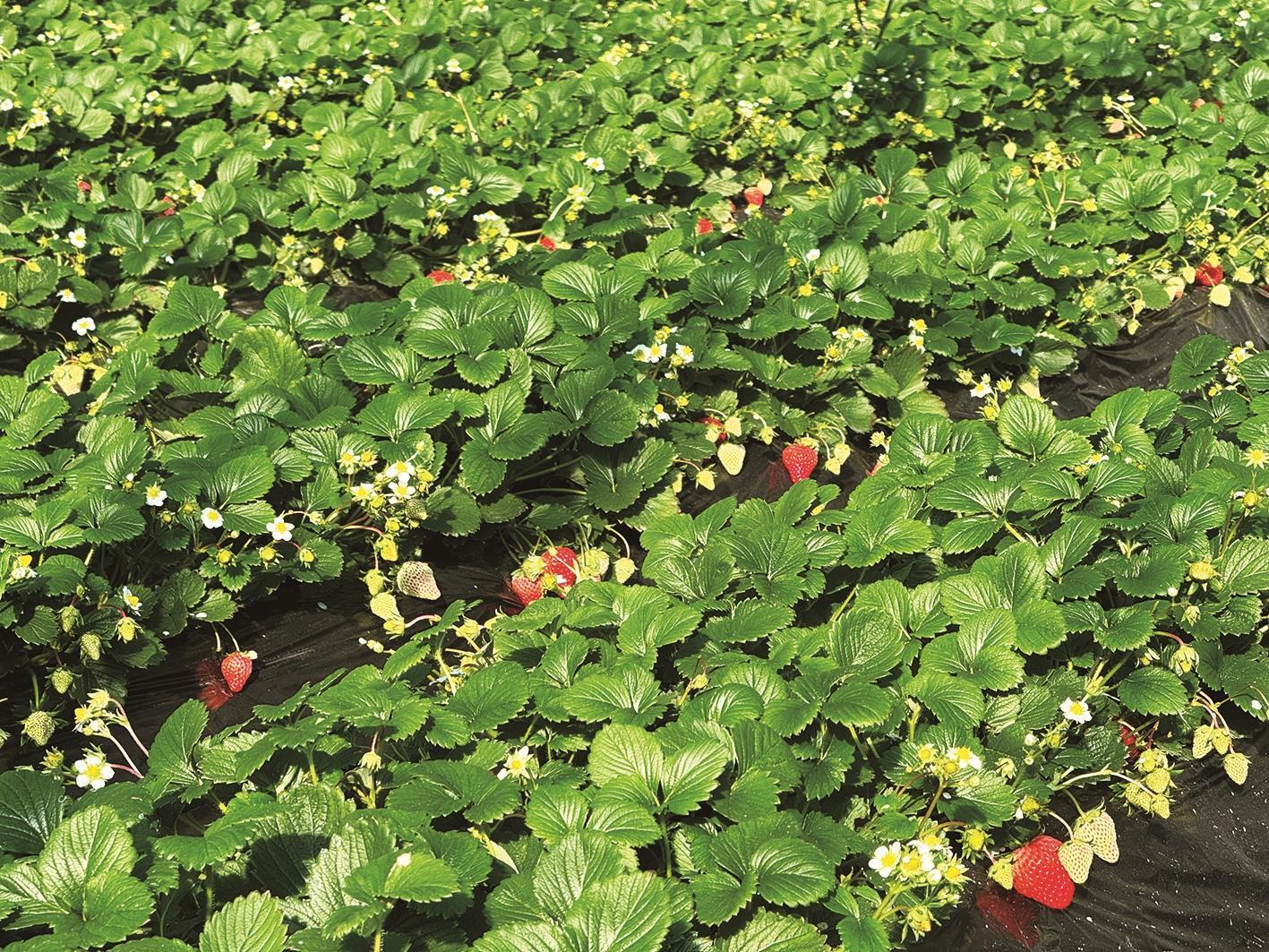 冬日大棚“春意浓”凤凰网长春_凤凰网