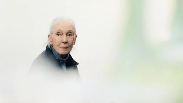 珍·古道尔Jane Goodall｜若不怀抱希望，你就满盘皆输_凤凰网