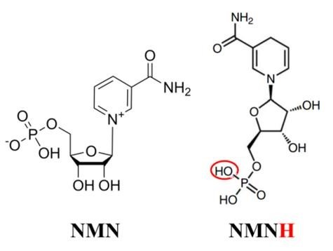 NMNH：新型抗衰物质与NMN的安全对比与考量凤凰网山东_凤凰网