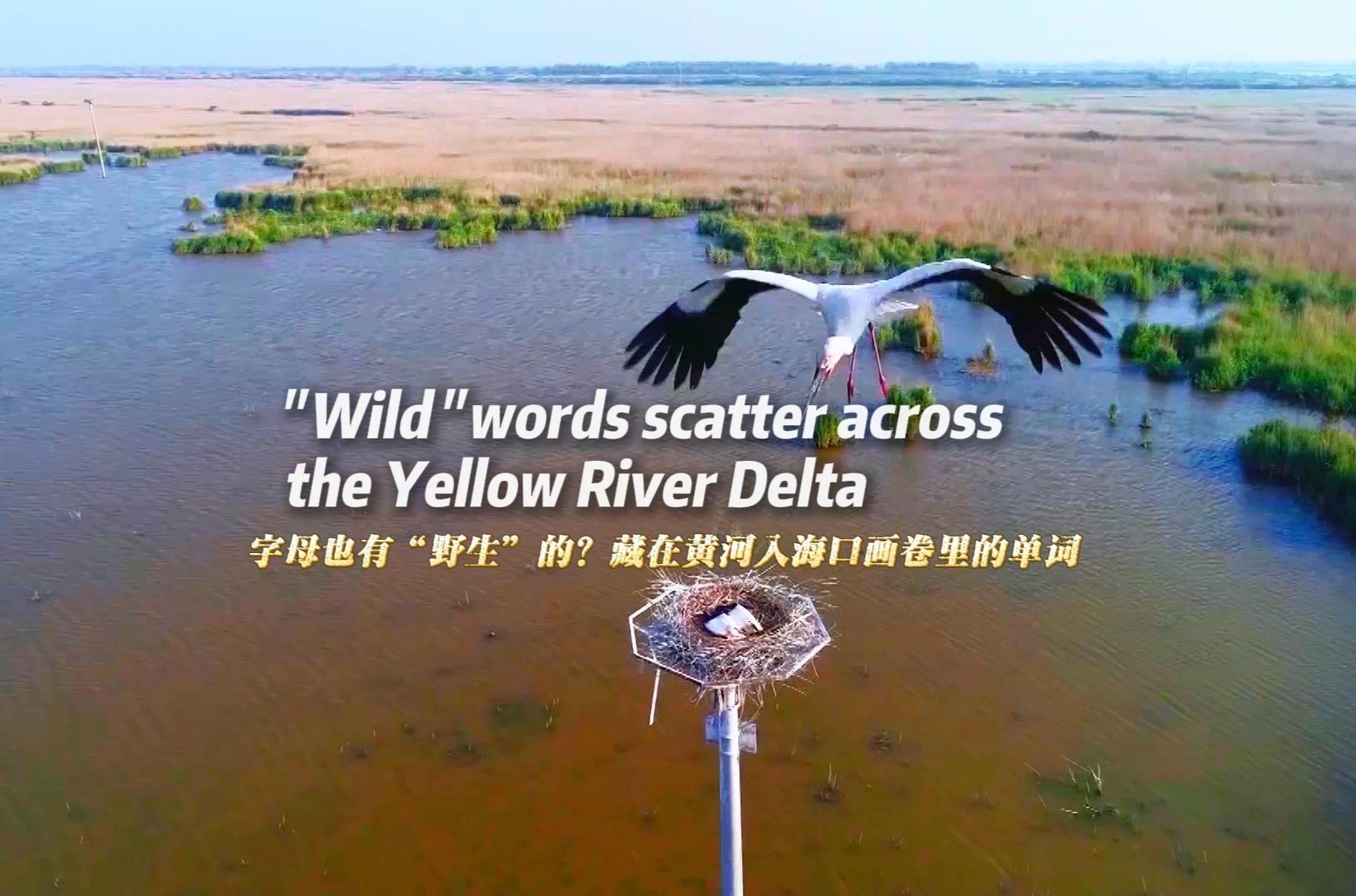 "Wild" words scatter across the Yellow River Delta_凤凰网视频_凤凰网