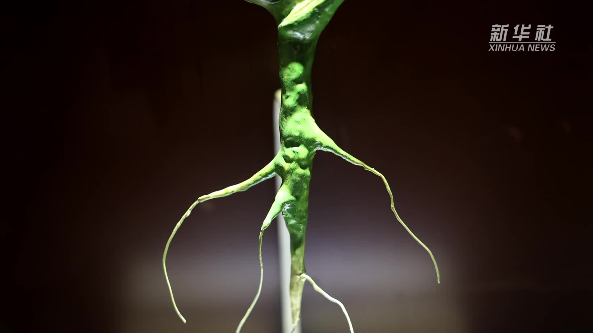 文化中国行丨走进辽宁古生物博物馆 探寻“辽宁古果”_凤凰网视频_凤凰网