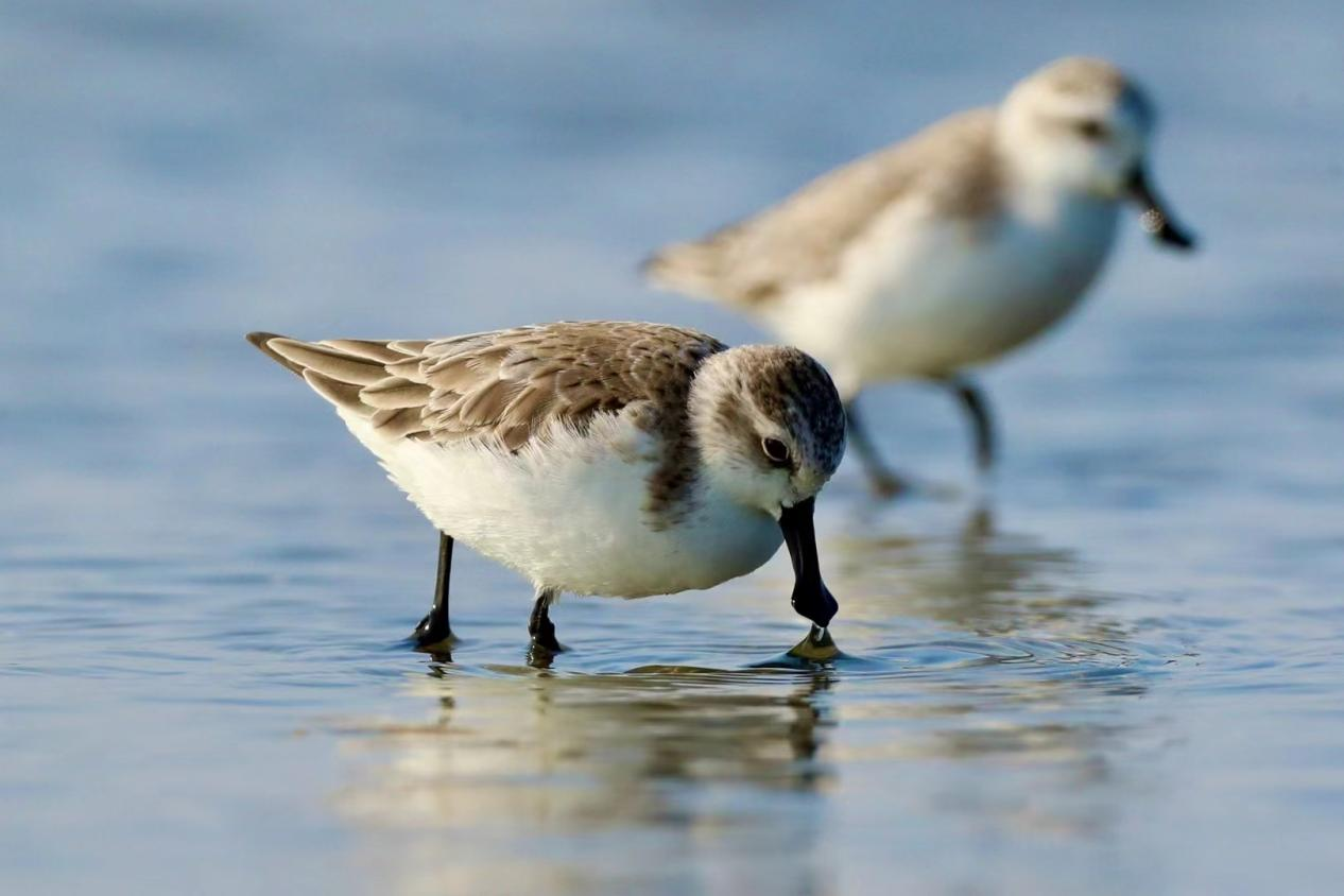 江苏东台｜条子泥湿地保护——从中国样本到国际范本凤凰网江苏_凤凰网