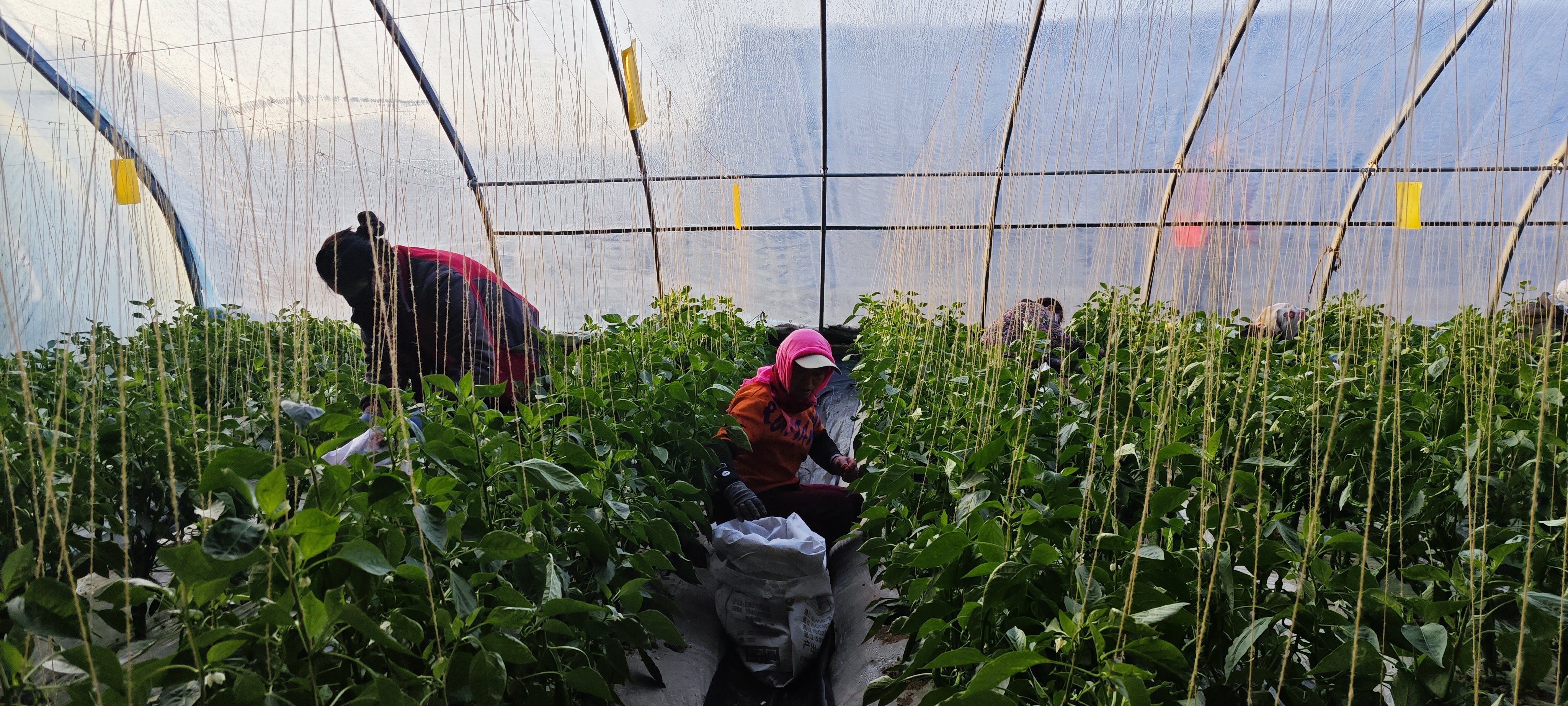 甘肃崆峒奏响“椒”响曲：大棚辣椒抢“鲜”上市凤凰网甘肃_凤凰网