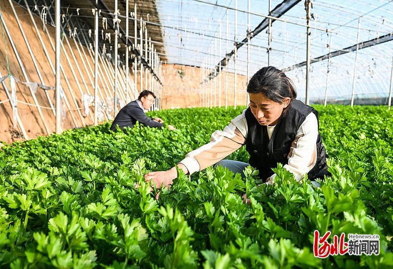 张家口怀安：设施农业提质增效促增收凤凰网河北_凤凰网